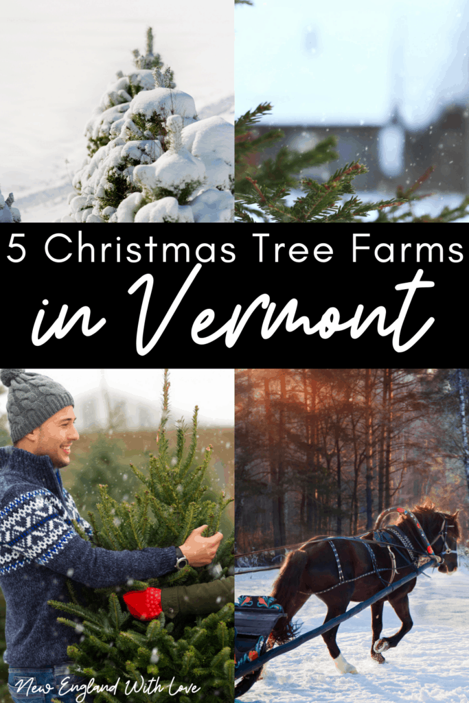 10 Best Christmas Tree Farms in Vermont | New England With Love