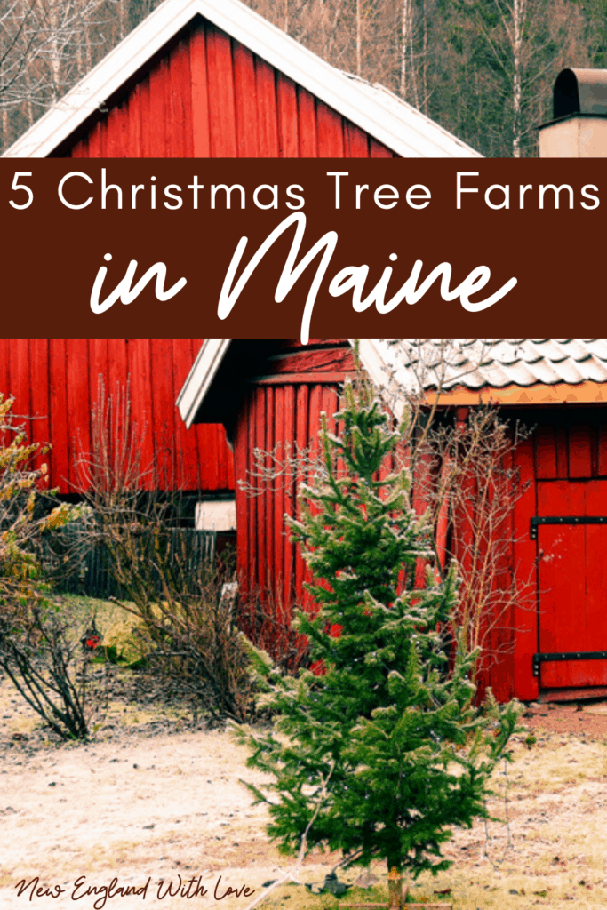 10 Best Christmas Tree Farms in Maine 🌲 | New England With Love