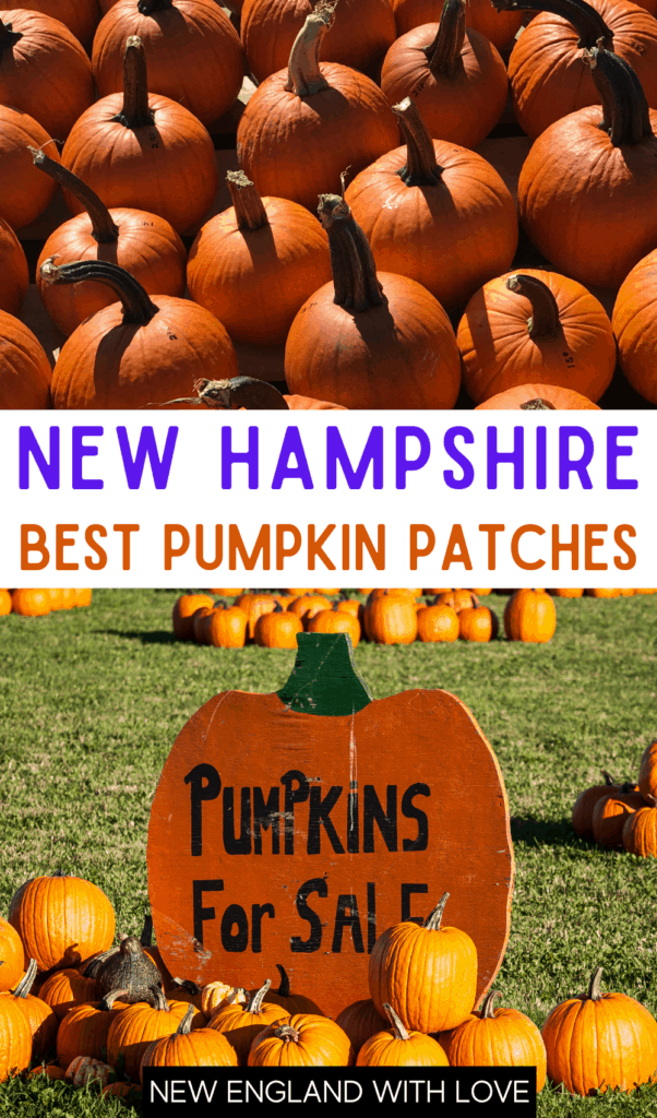 13 Best Pumpkin Patches in New Hampshire (2024) | New England With Love