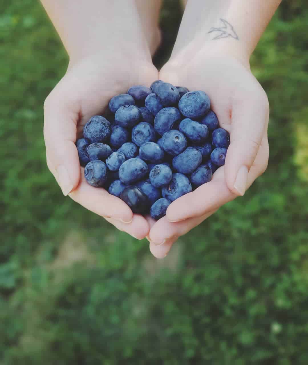 13 Famous Maine Foods You MUST Try on Your Visit | New England With Love