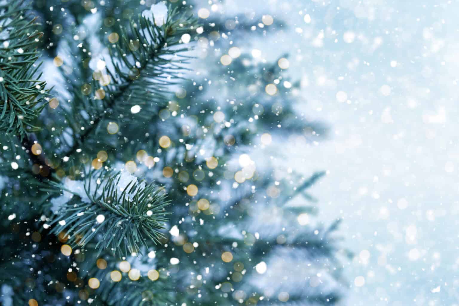10 Best Christmas Tree Farms in Connecticut 🌲 | New England With Love